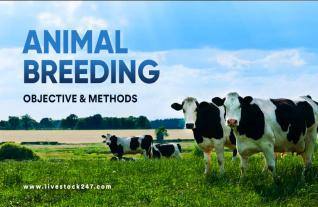 AG-MCAS313 Introduction to Animal Breeding